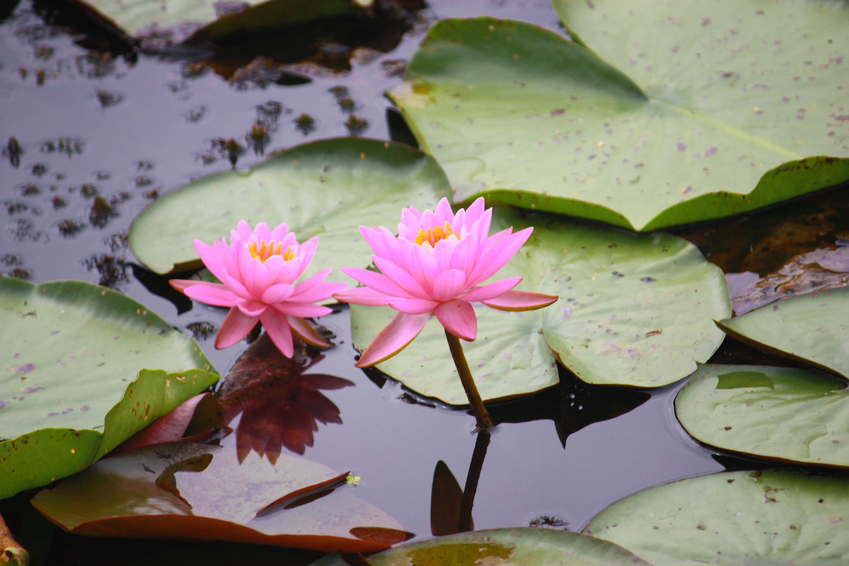 Why Dead Plants matter: The importance of An Herbarium - Discover ...