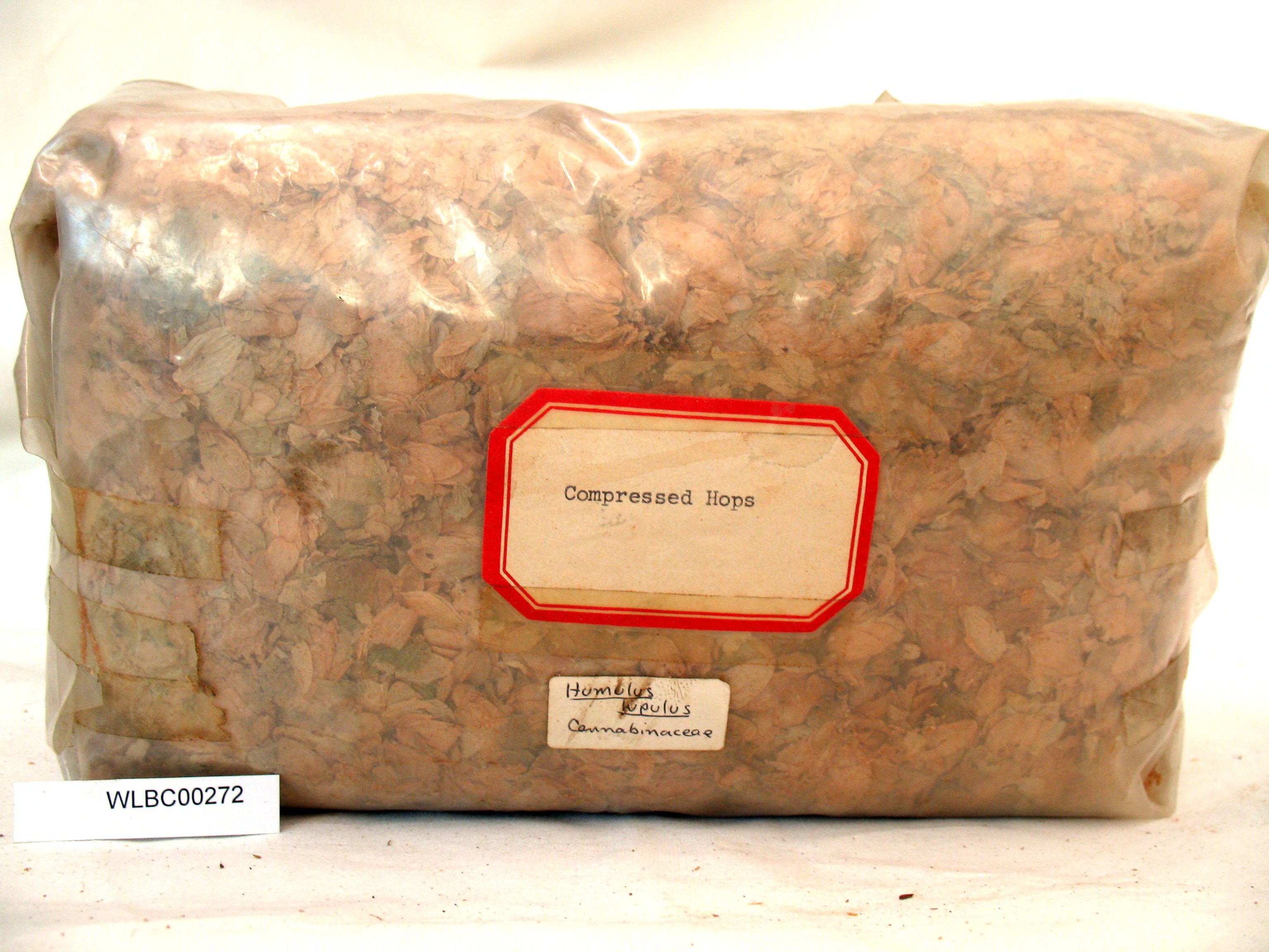 Plant Profile: Hops - Discover + Share