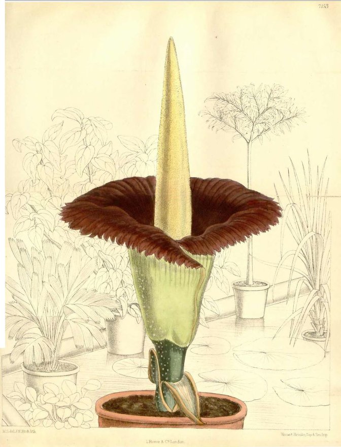Corpse Flower Illustration – Discover + Share