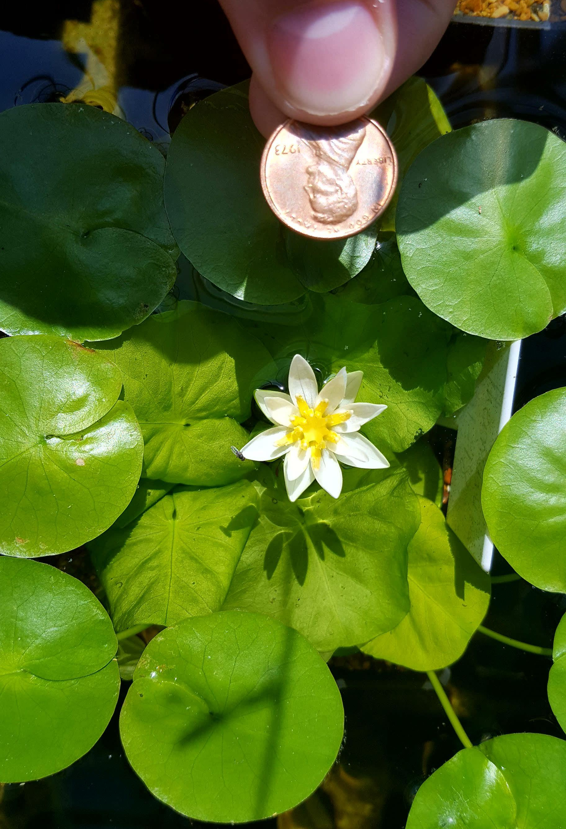 World’s Smallest Water Lily Debuts in Garden Pools - Discover + Share