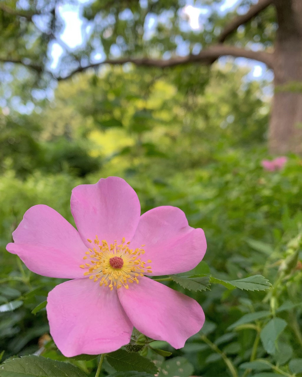 American Roses - Discover + Share