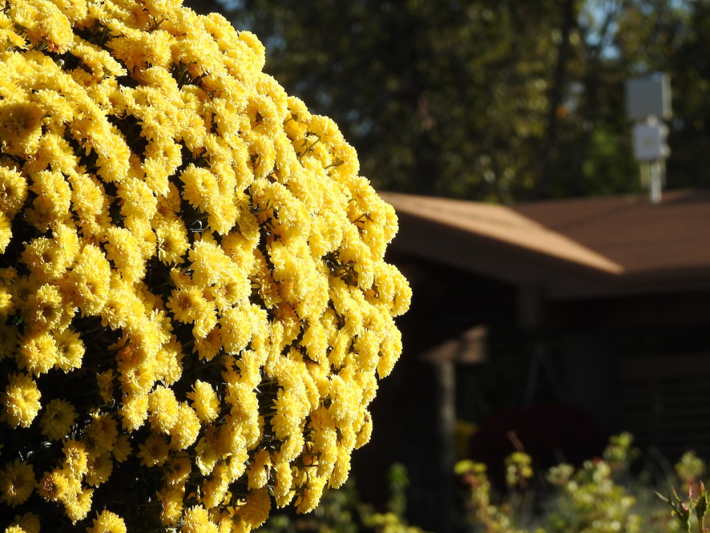 Plant Profile: Cascade Mums - Discover + Share